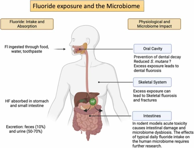 Does ingested fluoride affect the human microbiome? - Fluoride Action ...